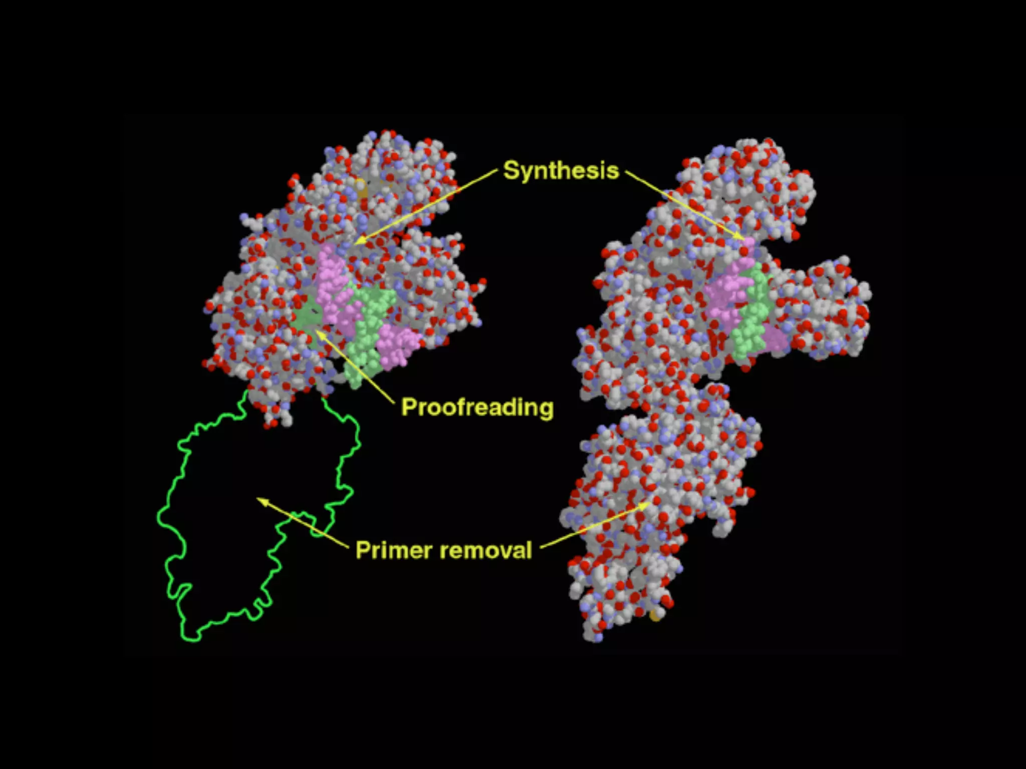 Dna replication, repair, recombination | PDF