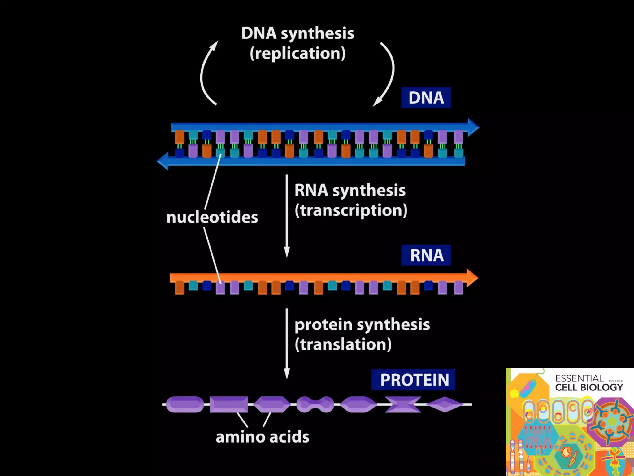 Dna replication, repair, recombination | PDF
