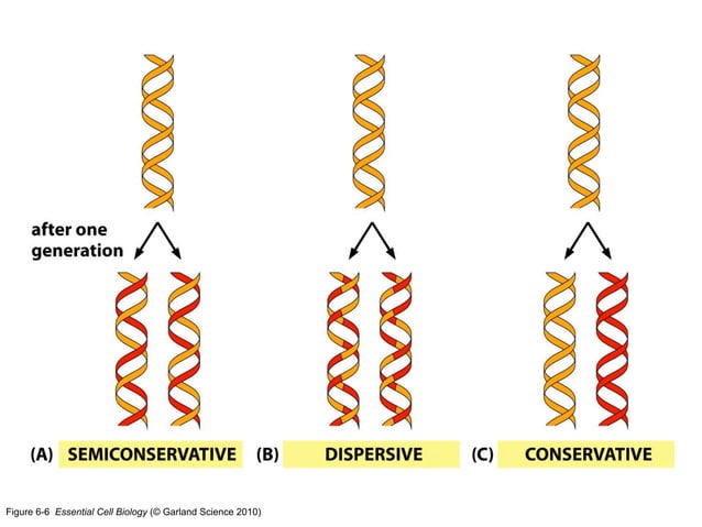 Dna replication, repair, recombination | PDF | Biological Sciences ...