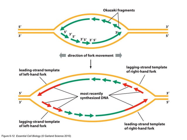 Dna replication, repair, recombination | PDF | Biological Sciences ...