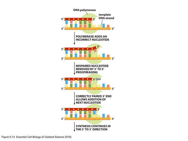 Dna replication, repair, recombination | PDF | Biological Sciences ...