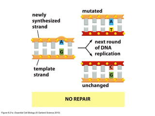 Dna replication, repair, recombination | PDF