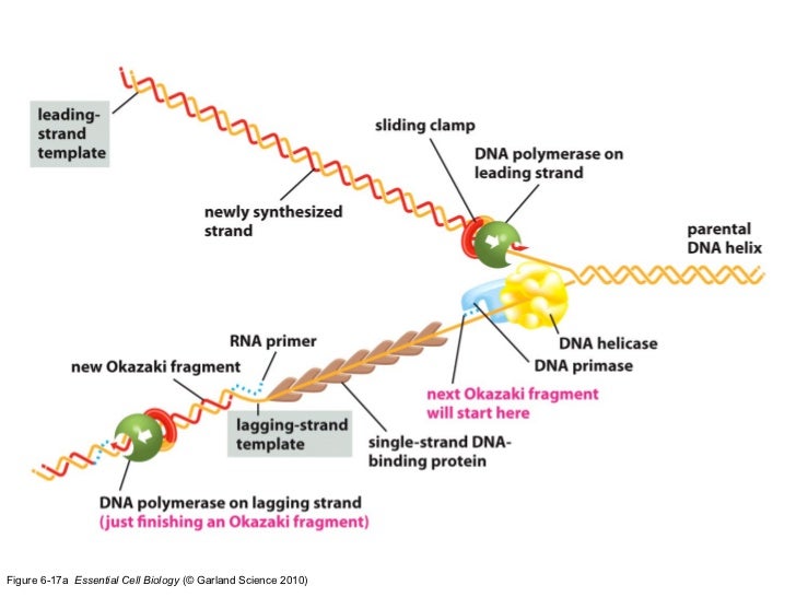 Dna replication, repair, recombination