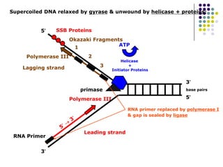 DNA Replication & Repair. | PPT
