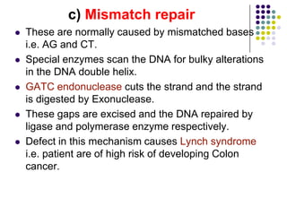 DNA Replication & Repair. | PPT