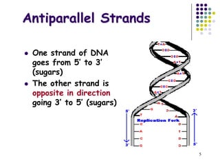 DNA Replication & Repair. | PPT