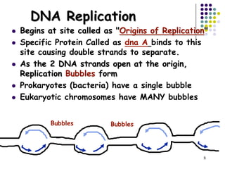 DNA Replication & Repair. | PPT