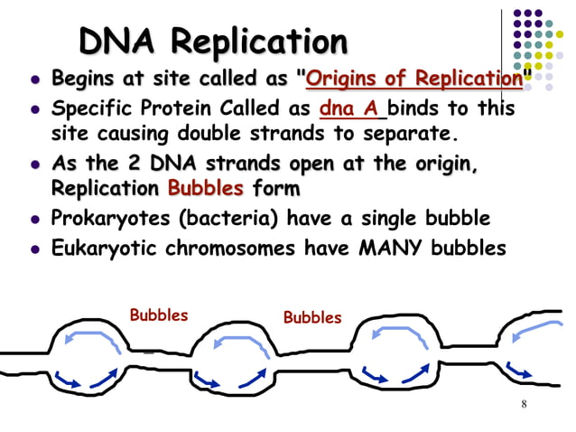 DNA Replication & Repair. | PPT