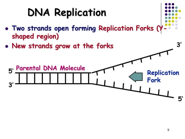DNA Replication & Repair. | PPT