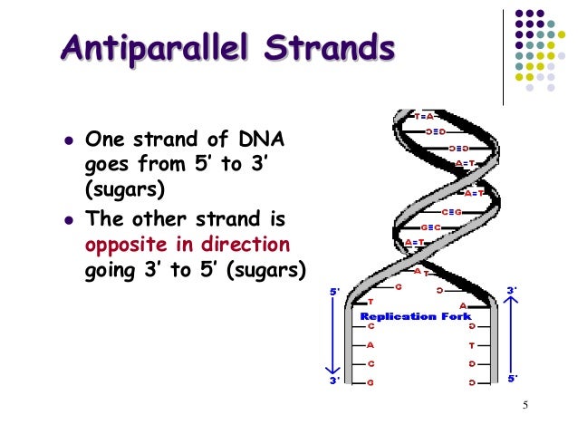 DNA Replication & Repair.