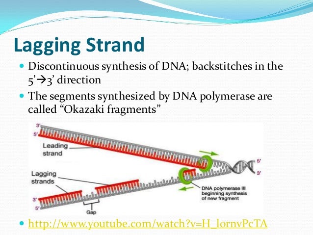 Dna replication review for matching worksheet final