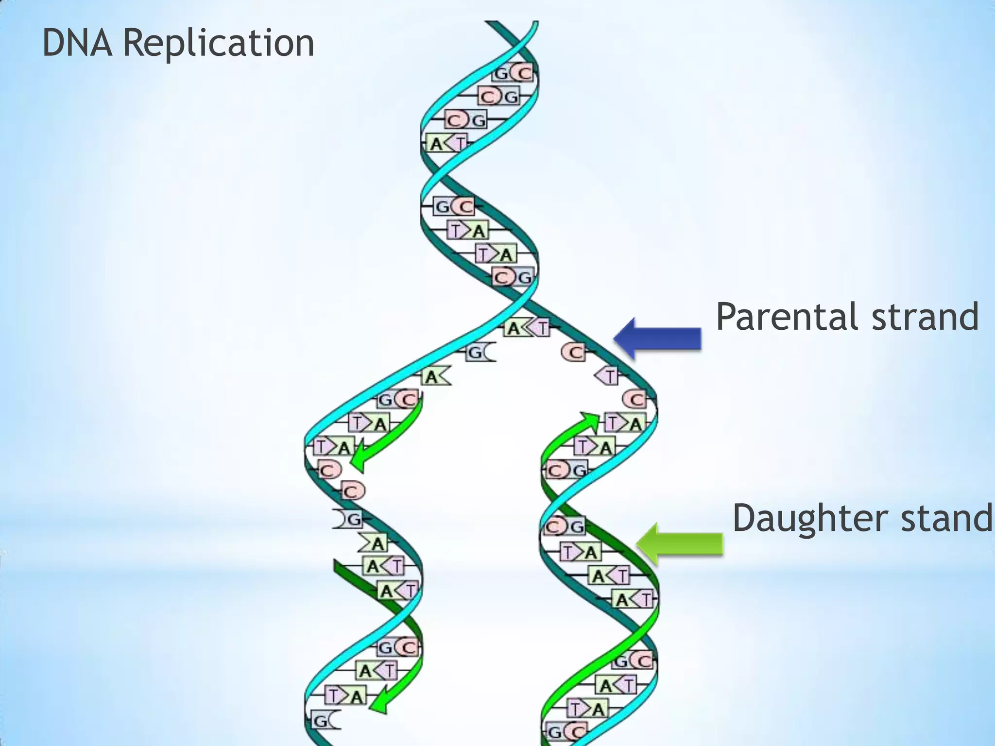 Dna replication slide | PPT | Free Download