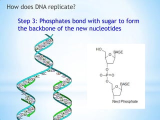 Dna replication slide | PPTX