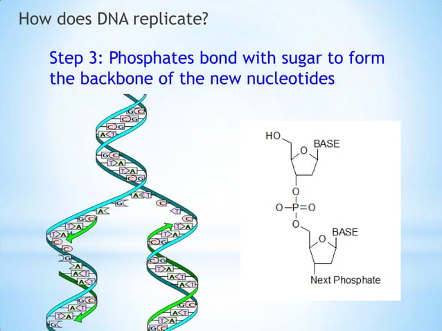 Dna replication slide | PPTX