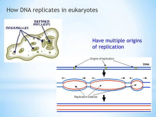Dna replication slide | PPTX