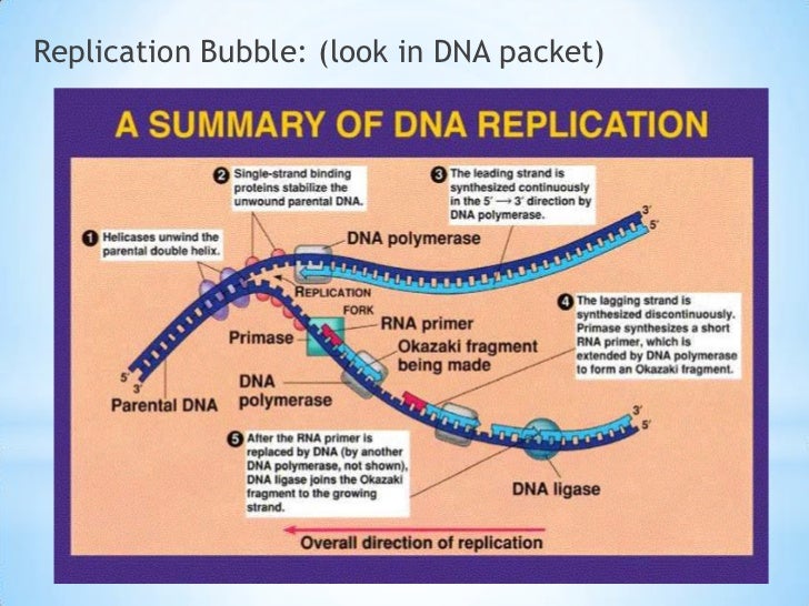 Dna replication slide