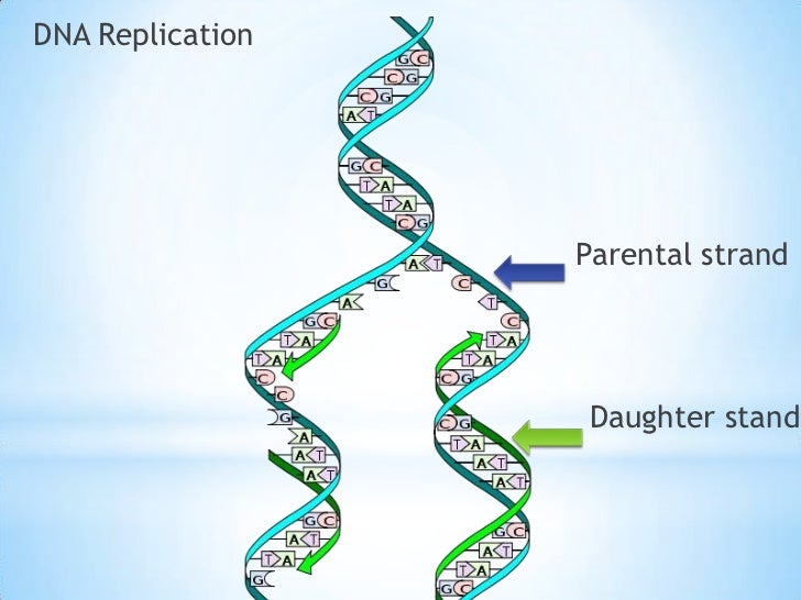 Dna replication slide