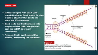 dna replication in prokaryotes, and the steps in dna replication and ...