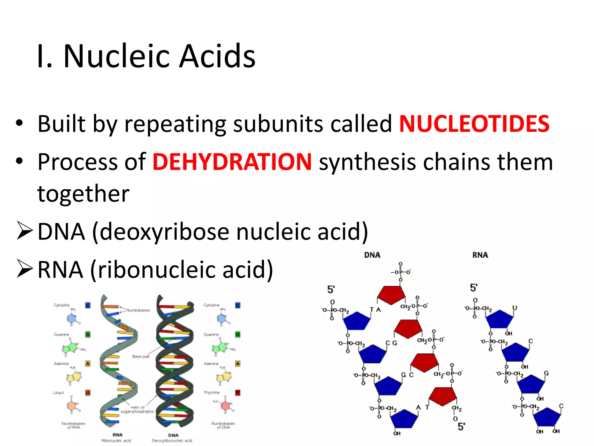 Dna replication ss | PPTX