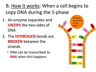 Dna replication ss | PPTX