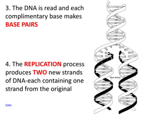 Dna replication ss