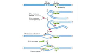 Dna replication ssb | PPT