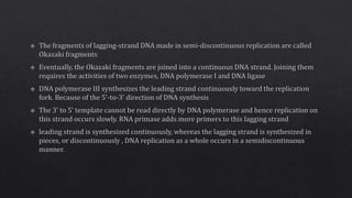 Dna replication ssb | PPT