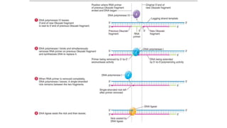 Dna replication ssb | PPT