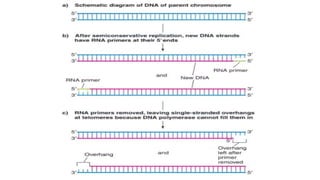 Dna replication ssb | PPT