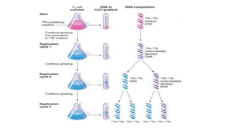 Dna replication ssb | PPT