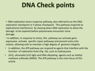 DNA Replication Stress | PPTX
