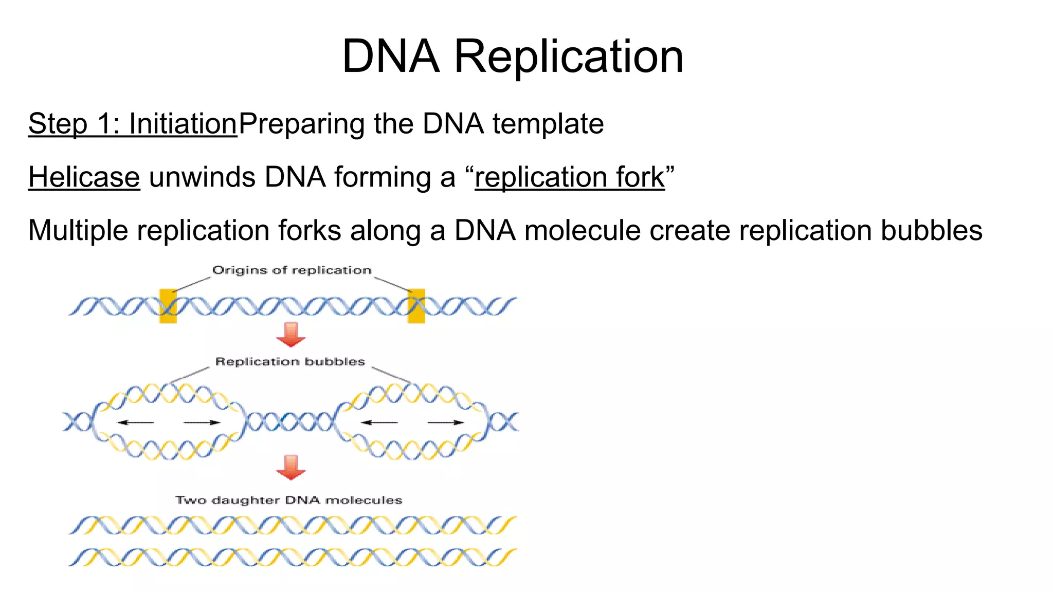 Dna replication transcription and translation | PPT