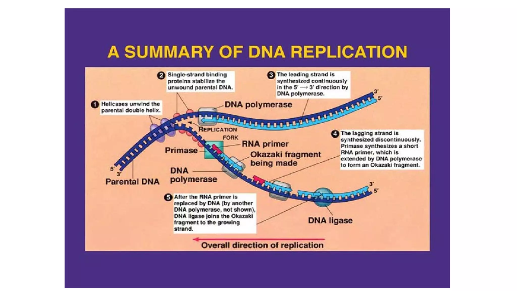 Dna replication transcription and translation | PPT