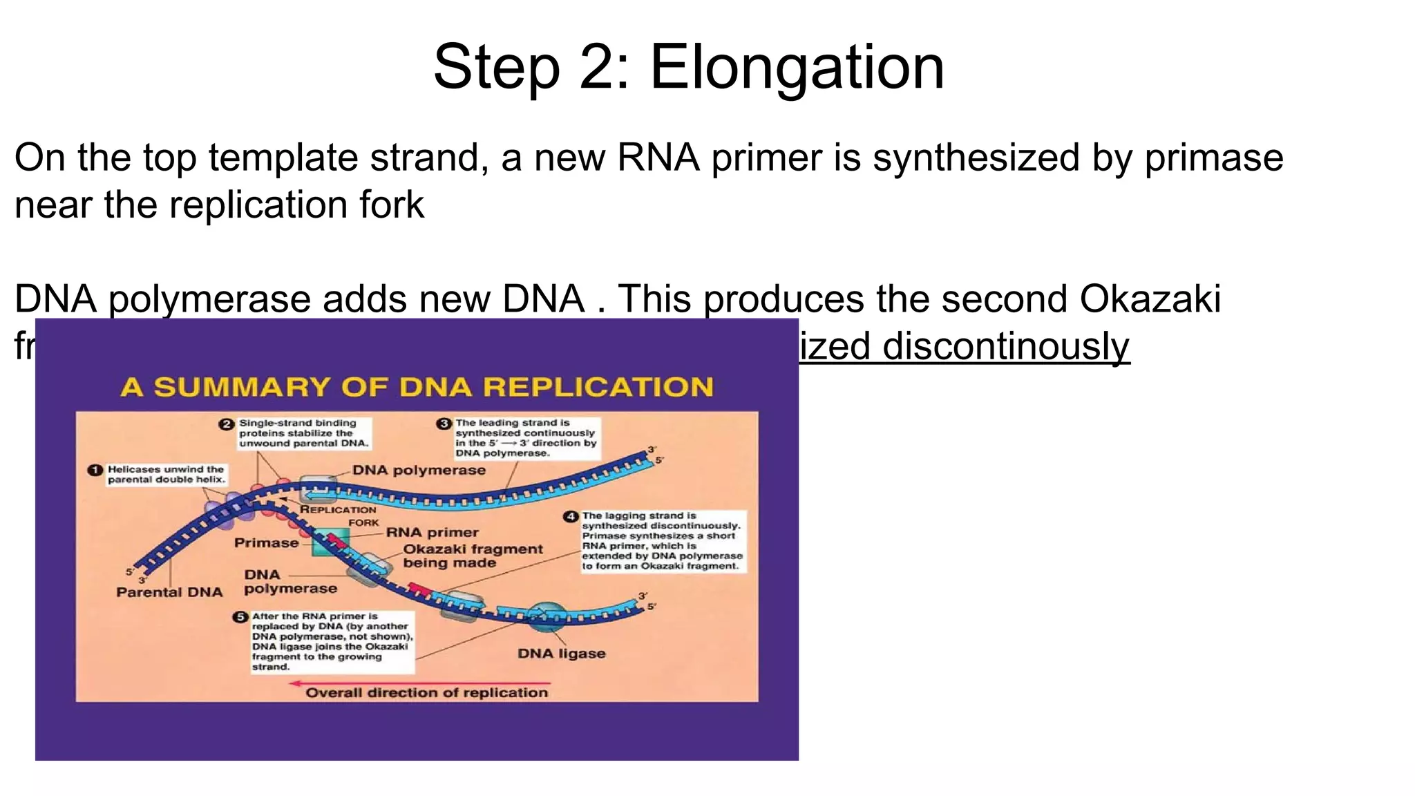 Dna replication transcription and translation | PPT