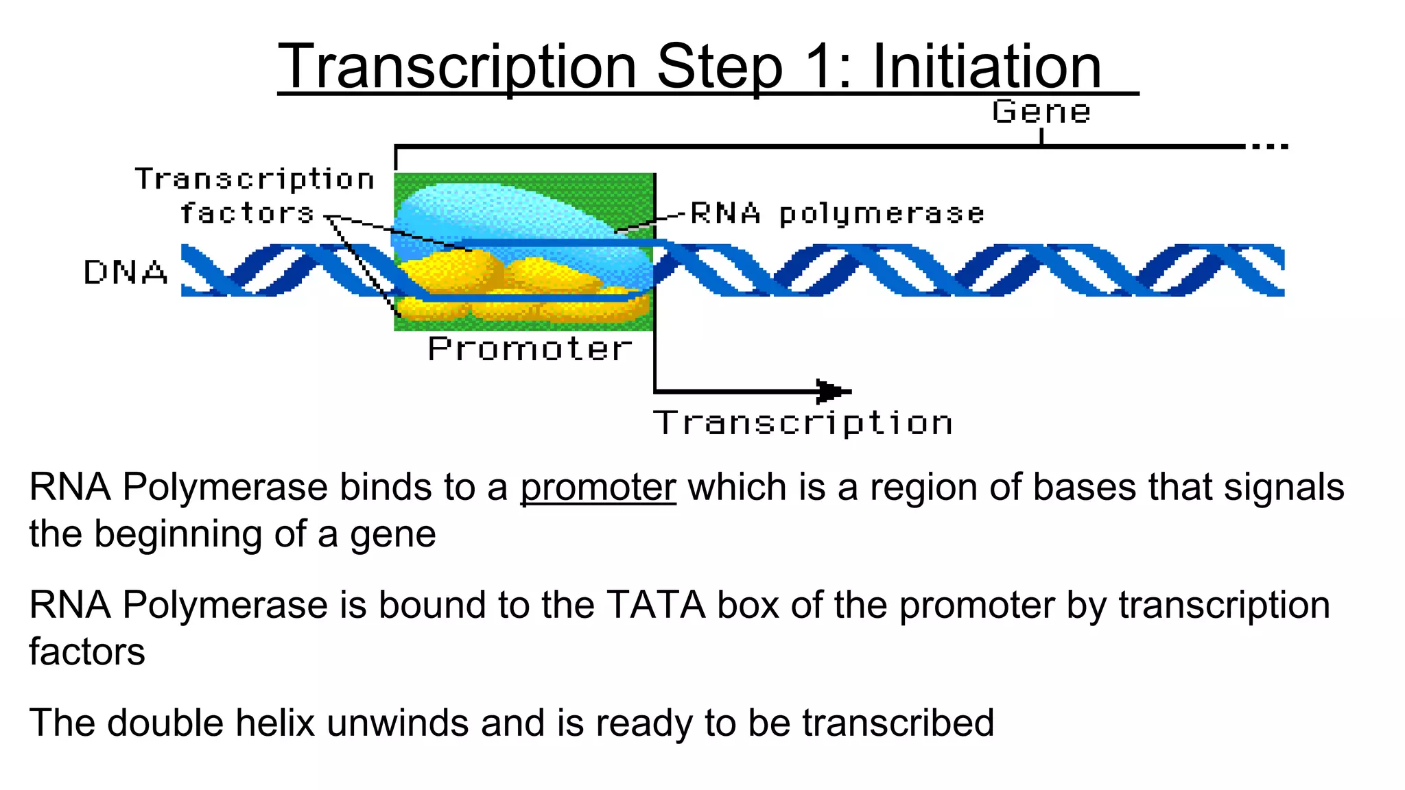 Dna replication transcription and translation | PPT