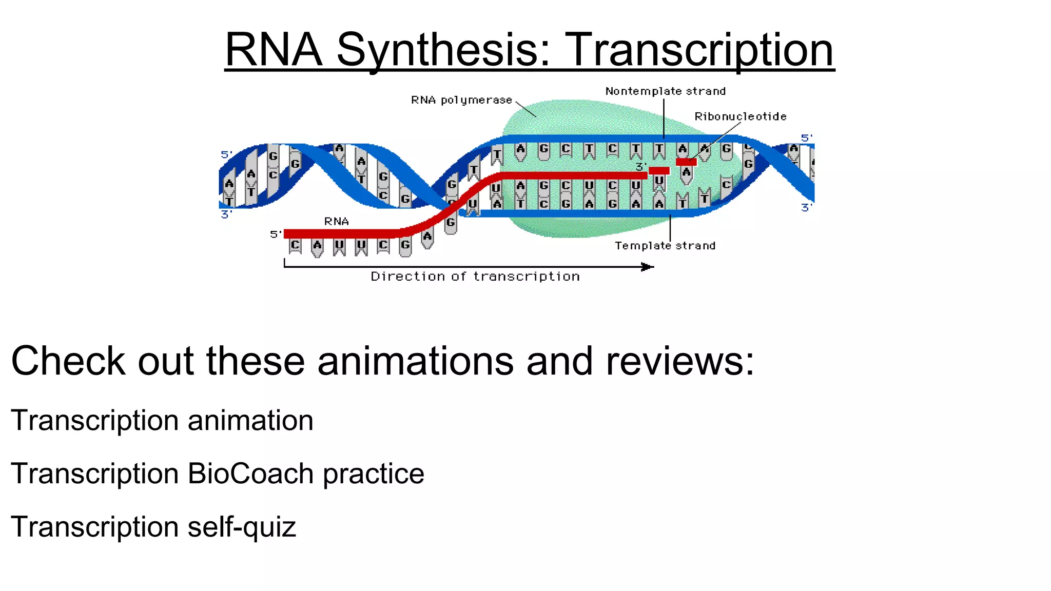 Dna replication transcription and translation | PPT