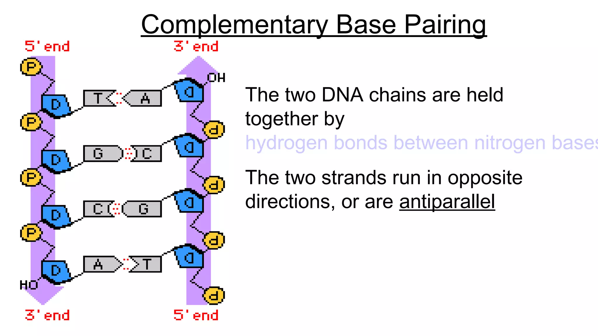 Dna replication transcription and translation | PPT
