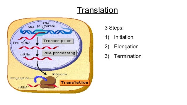 Dna replication transcription and translation