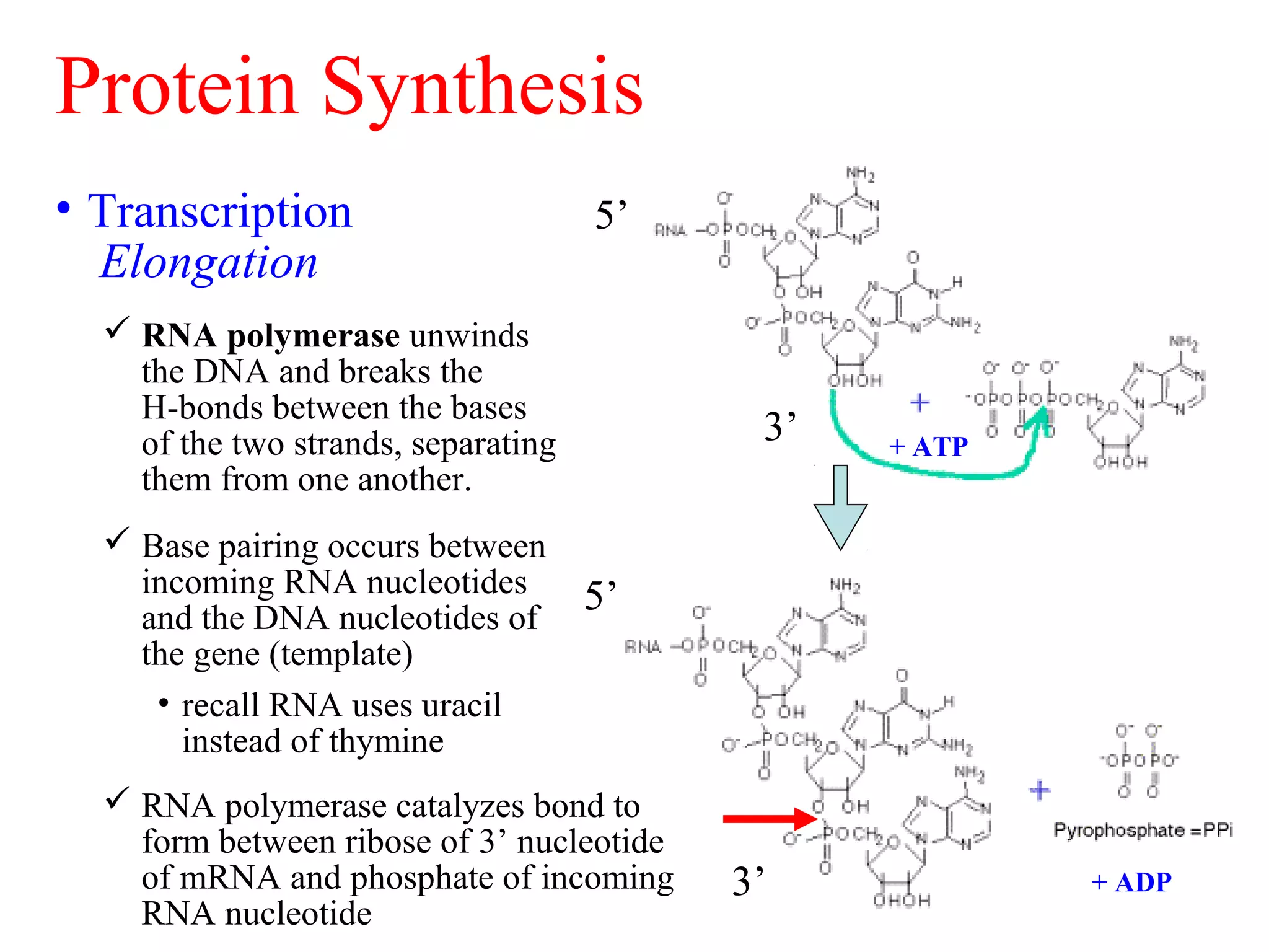 Dna replication;transcription and translation | PPT