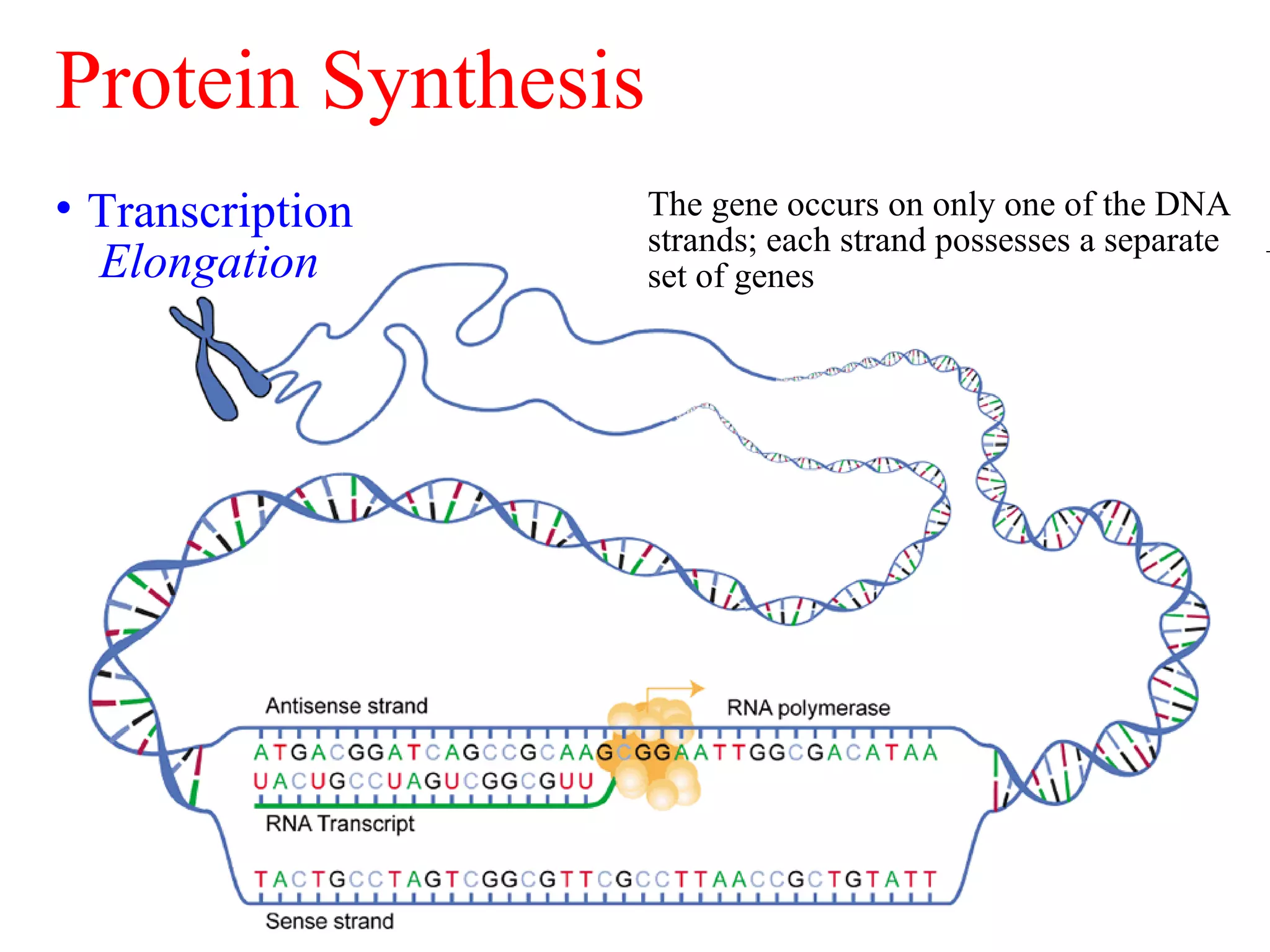 Dna replication;transcription and translation | PPT