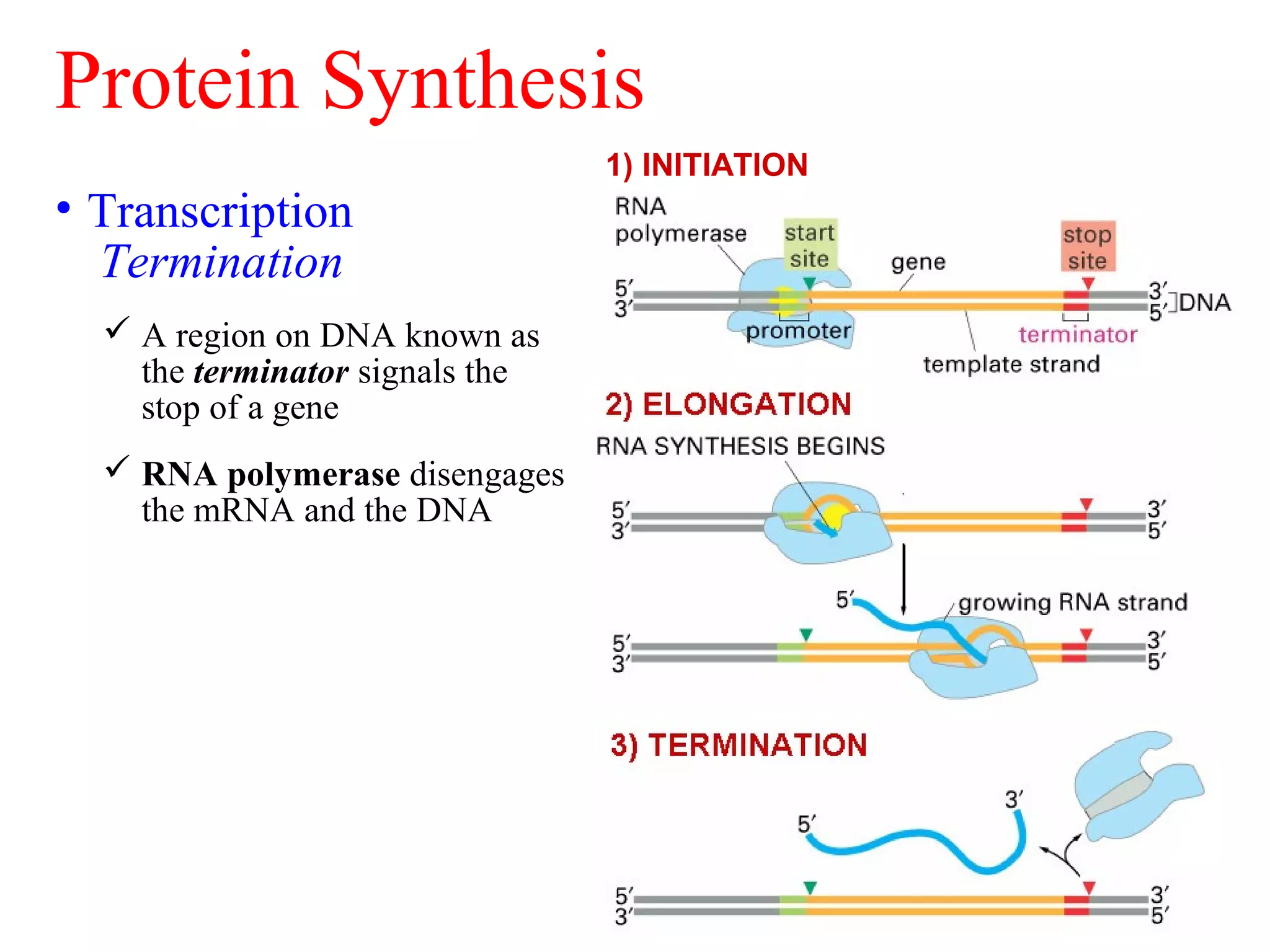 Dna replication;transcription and translation | PPT