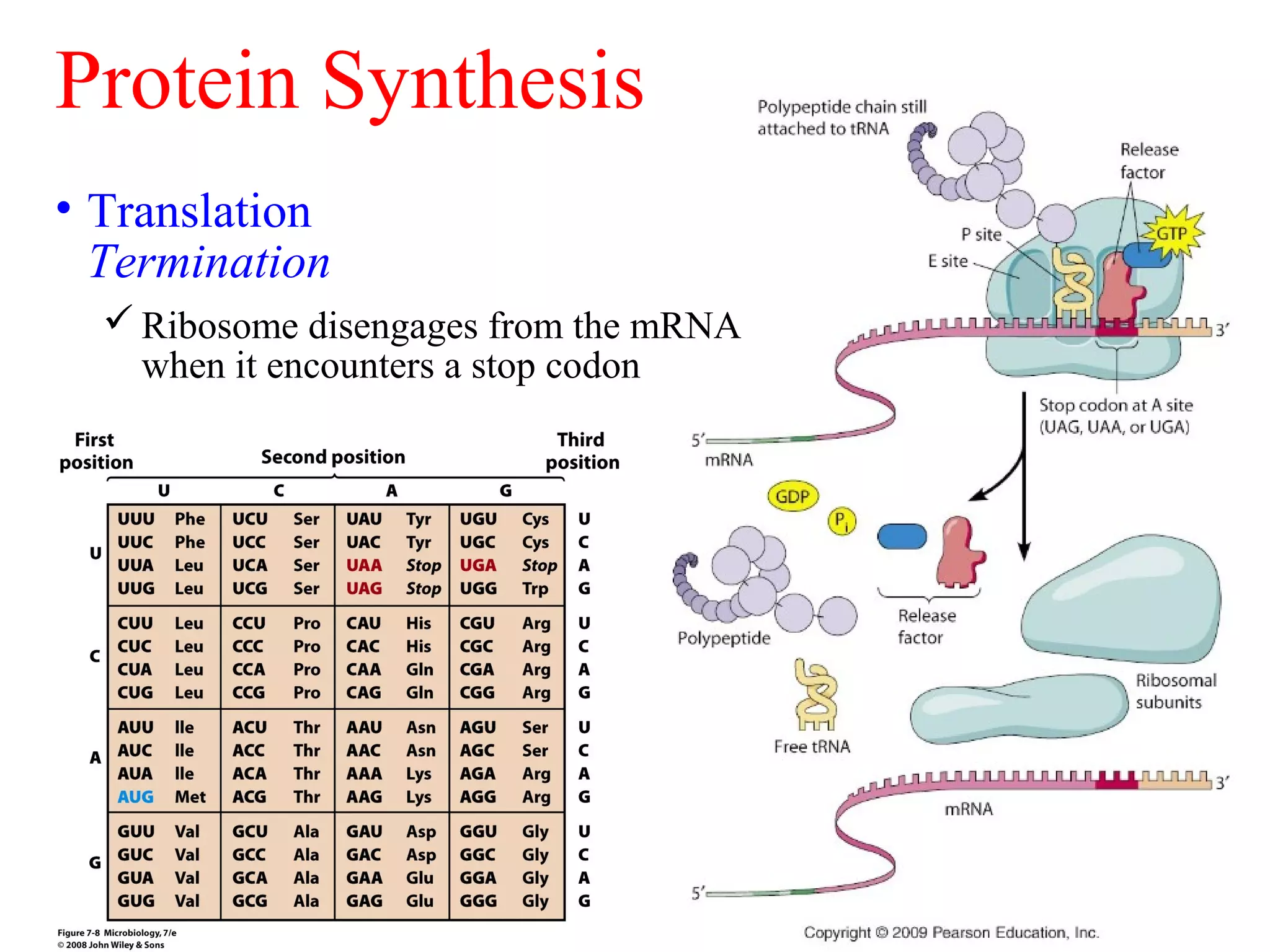 Dna replication;transcription and translation | PPT
