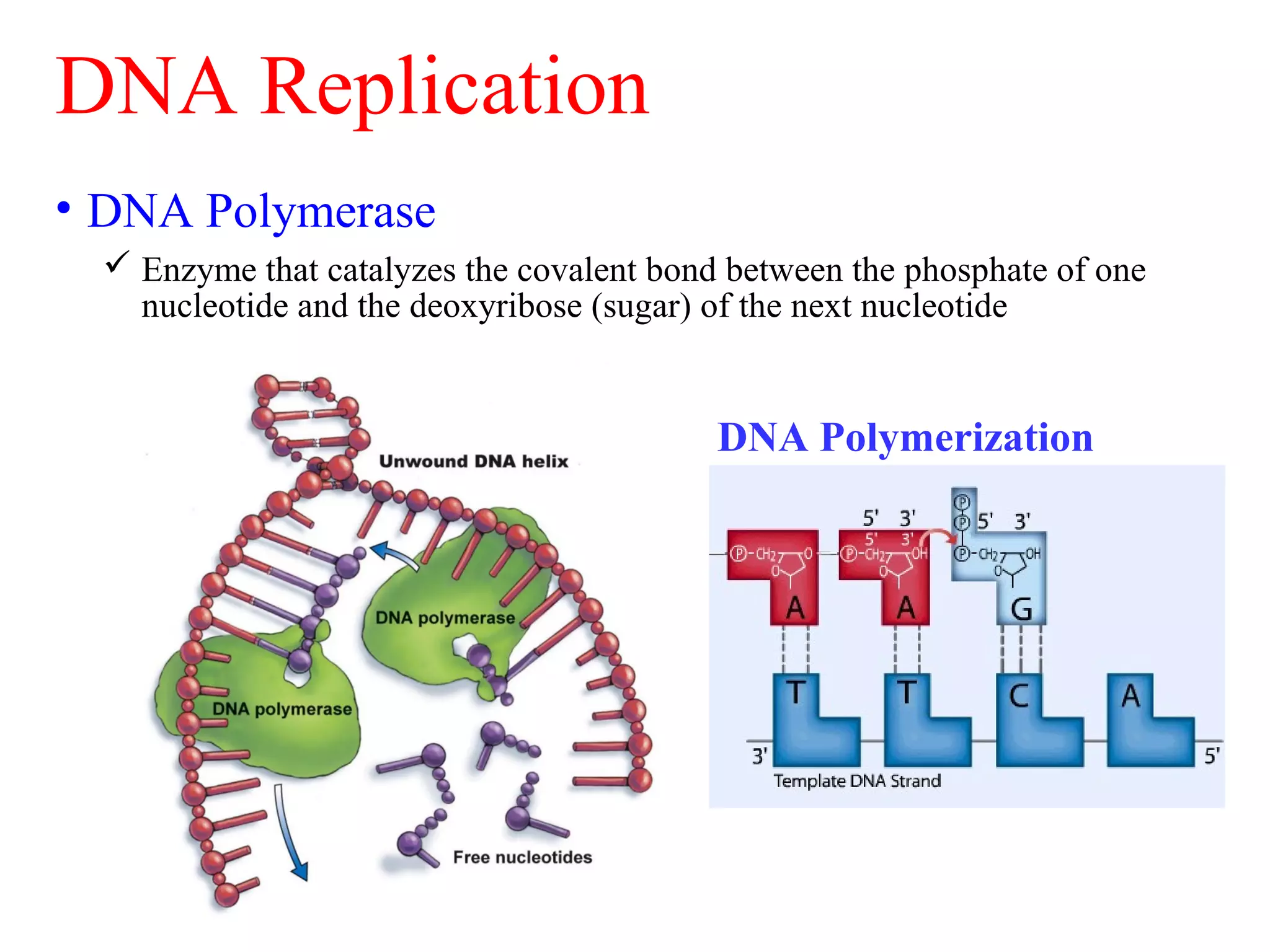 Dna replication;transcription and translation | PPT
