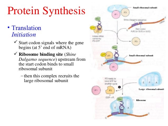 Dna replication;transcription and translation