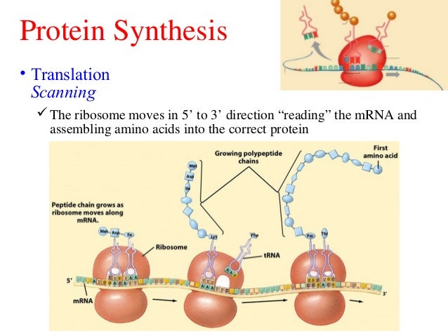 Dna replication;transcription and translation