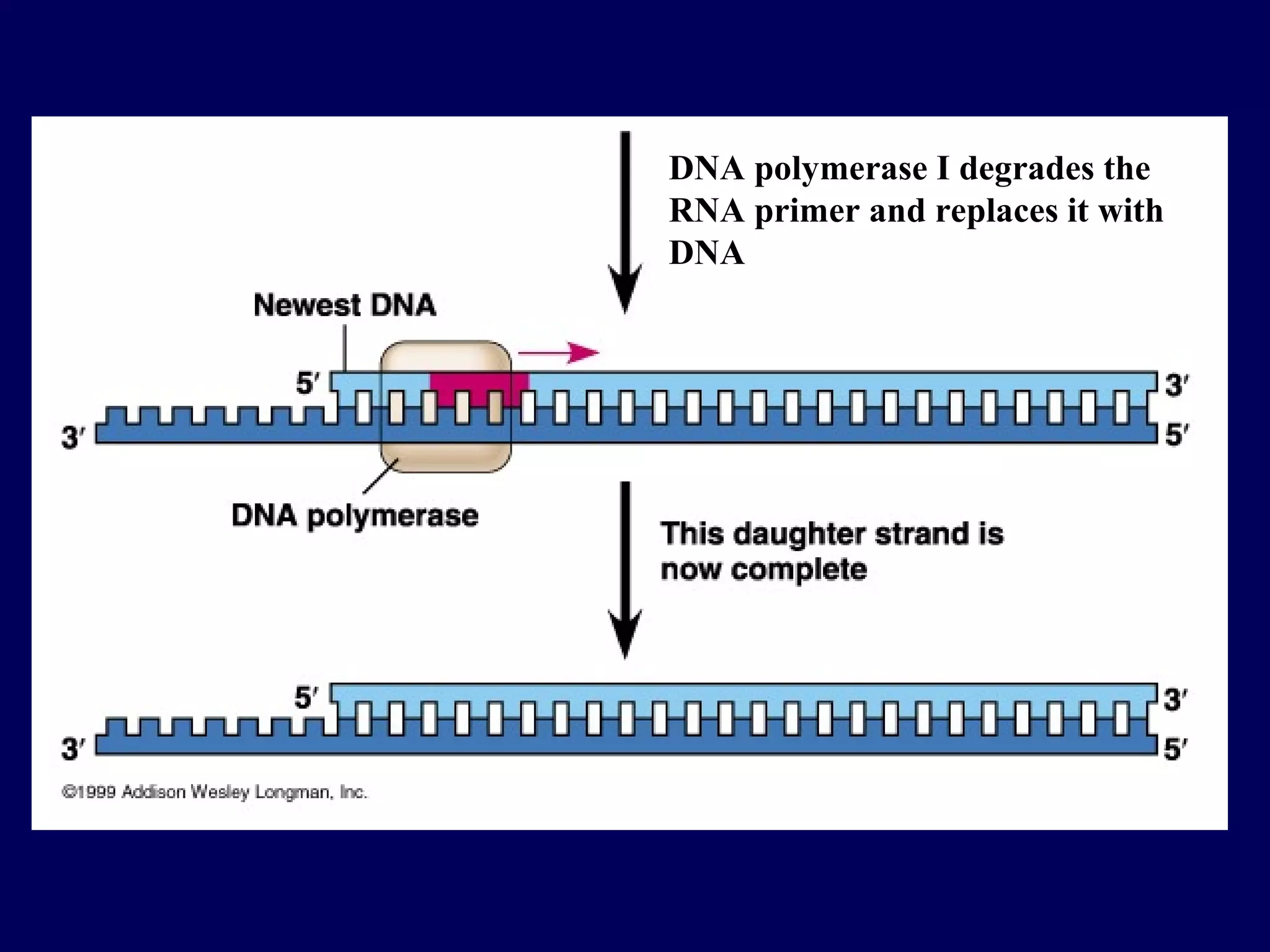 Dna replication, transcription and translation | PPT