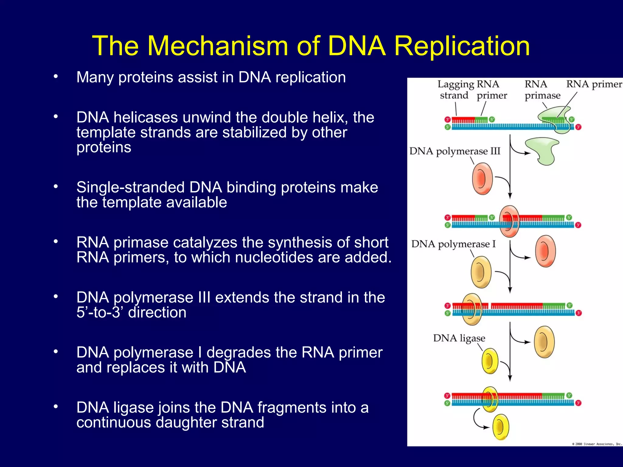 Dna replication, transcription and translation | PPT