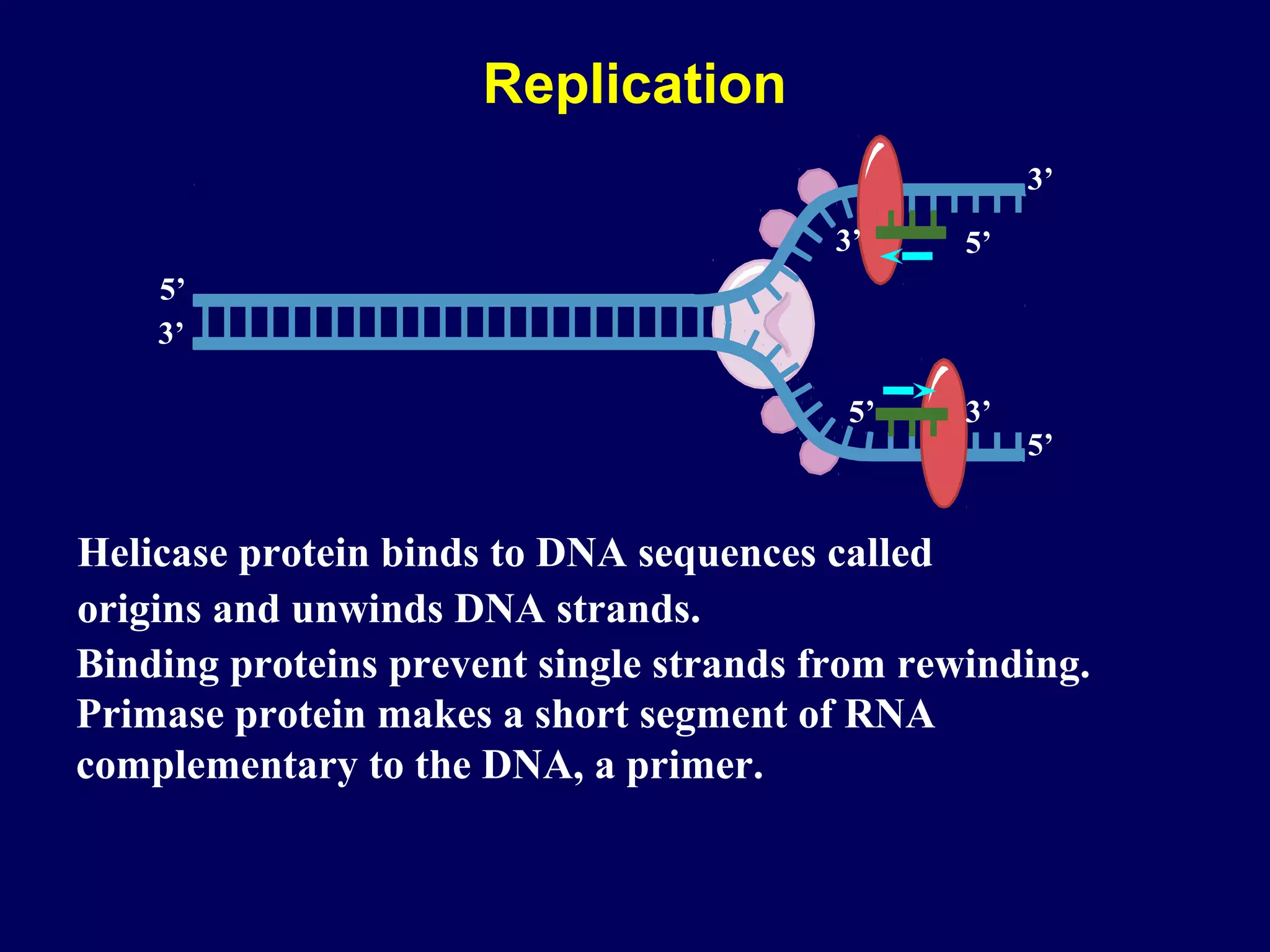 Dna replication, transcription and translation | PPT