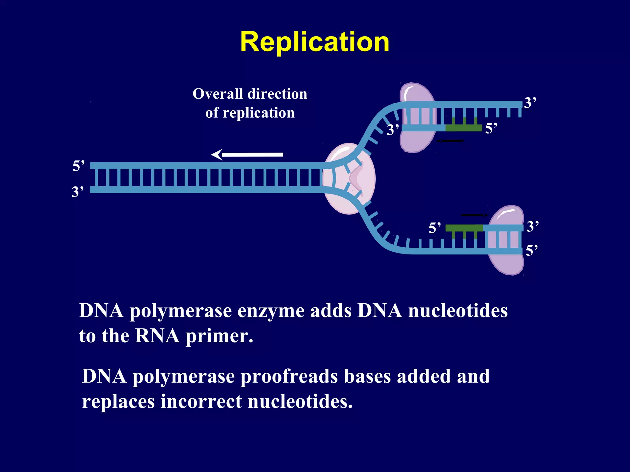 Dna replication, transcription and translation | PPT
