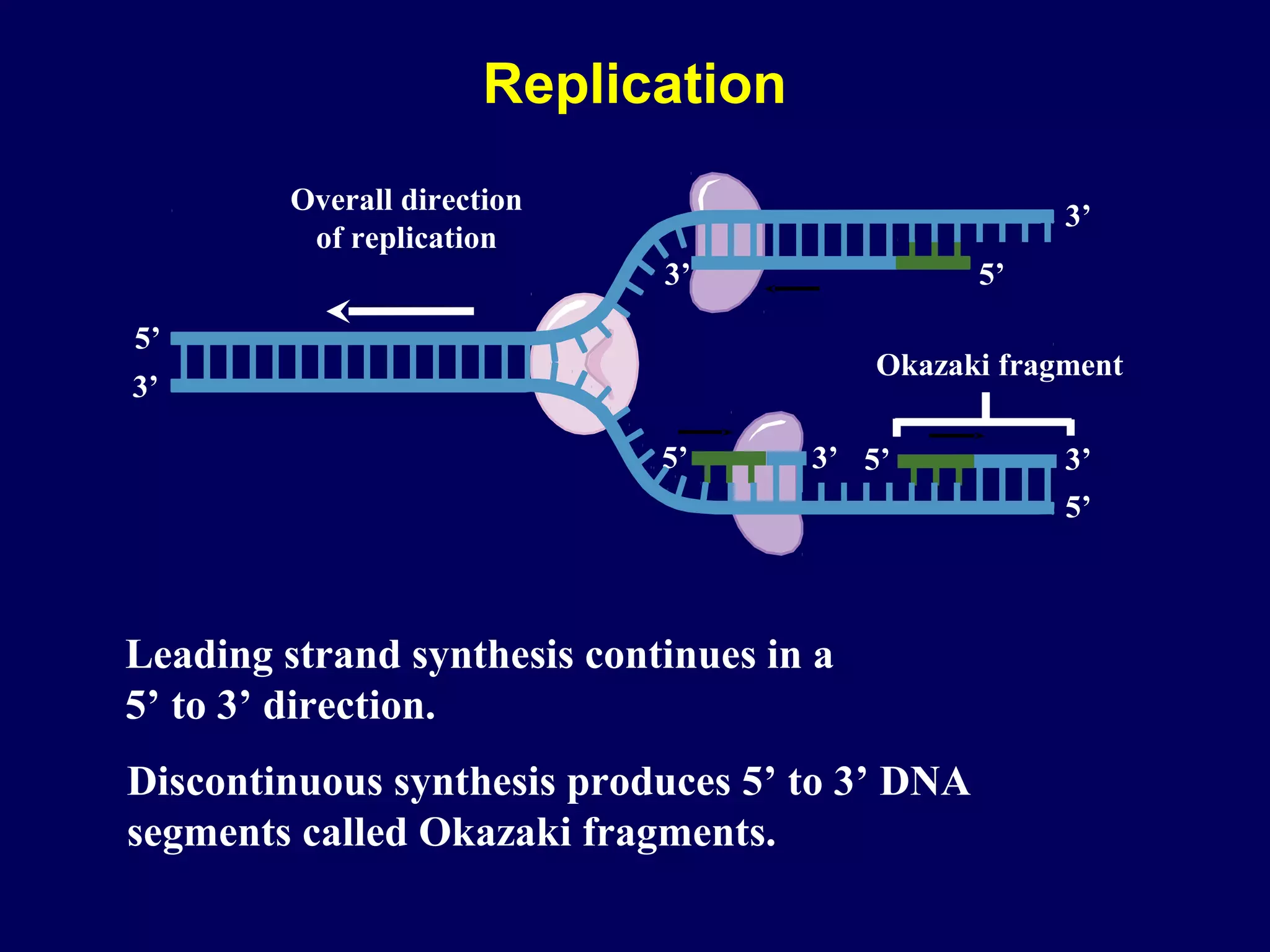 Dna replication, transcription and translation | PPT